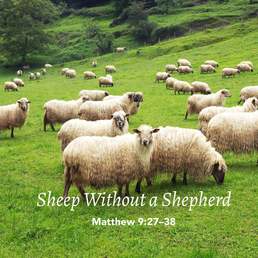 Matthew 9 27 38 Sheep Without A Shepherd God Centered Life